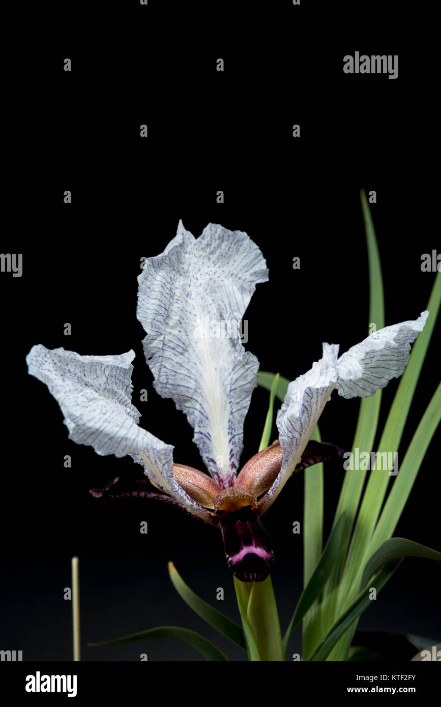 Greek flowers drawing hi-res stock photography and images - Alamy