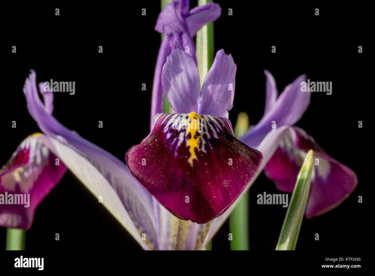 Iris is a genus of 260–300 species of flowering plants with showy ...