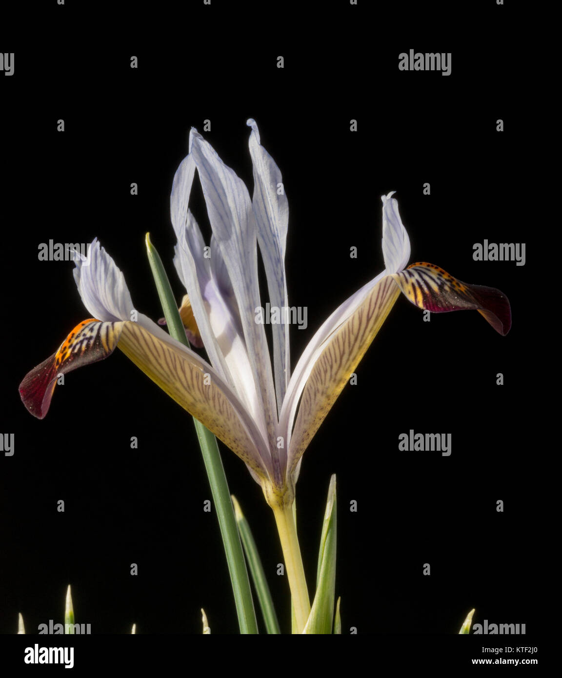 Iris is a genus of 260–300 species of flowering plants with showy ...