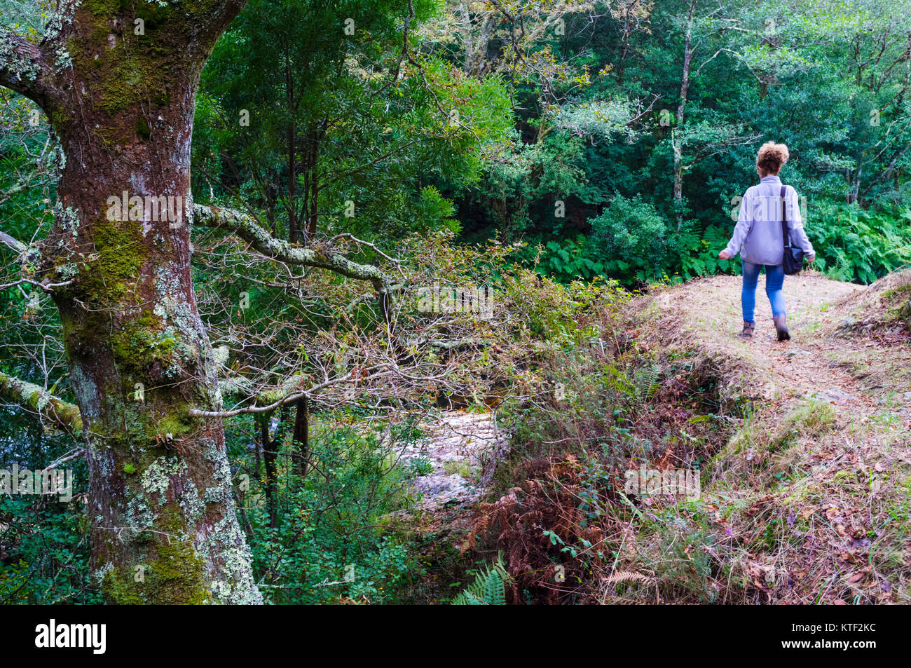 A woman walks on a path through a dense Galician native forest by the ...