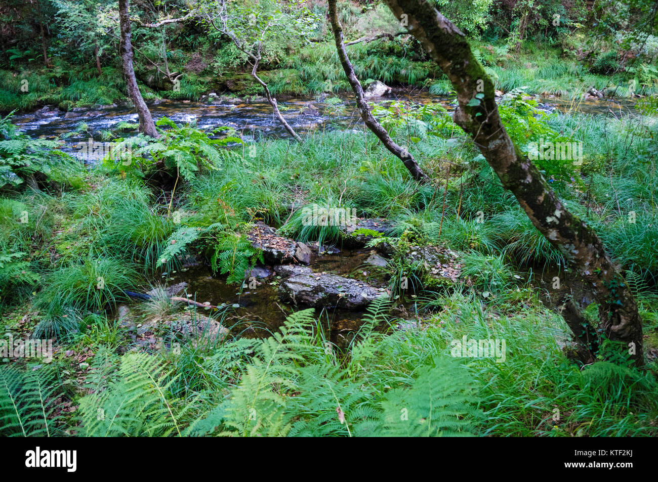 Dense Galician native forest by the river Sor. Mañon, Coruña province ...
