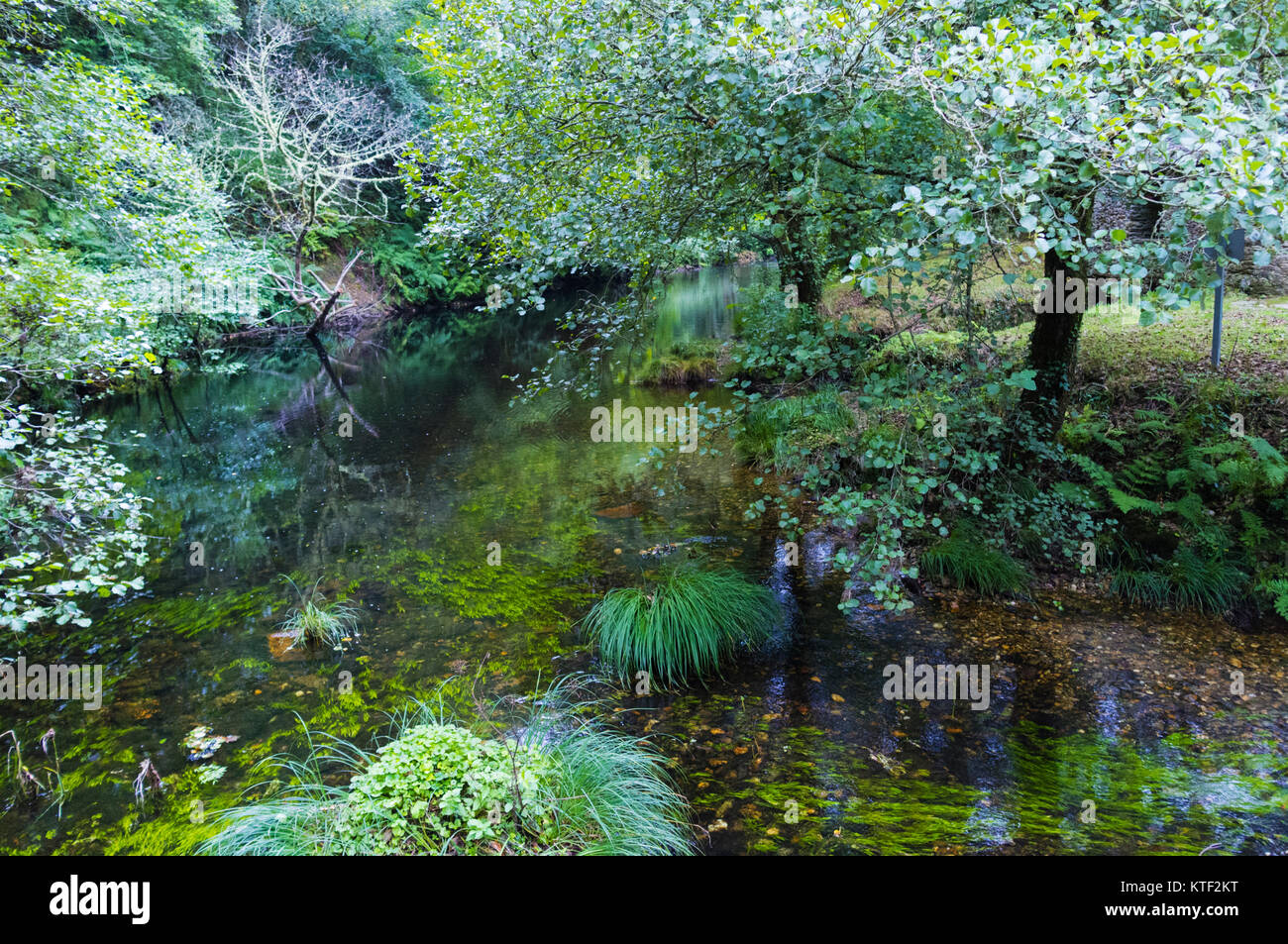 Dense Galician native forest by the river Sor. Mañon, Coruña province ...