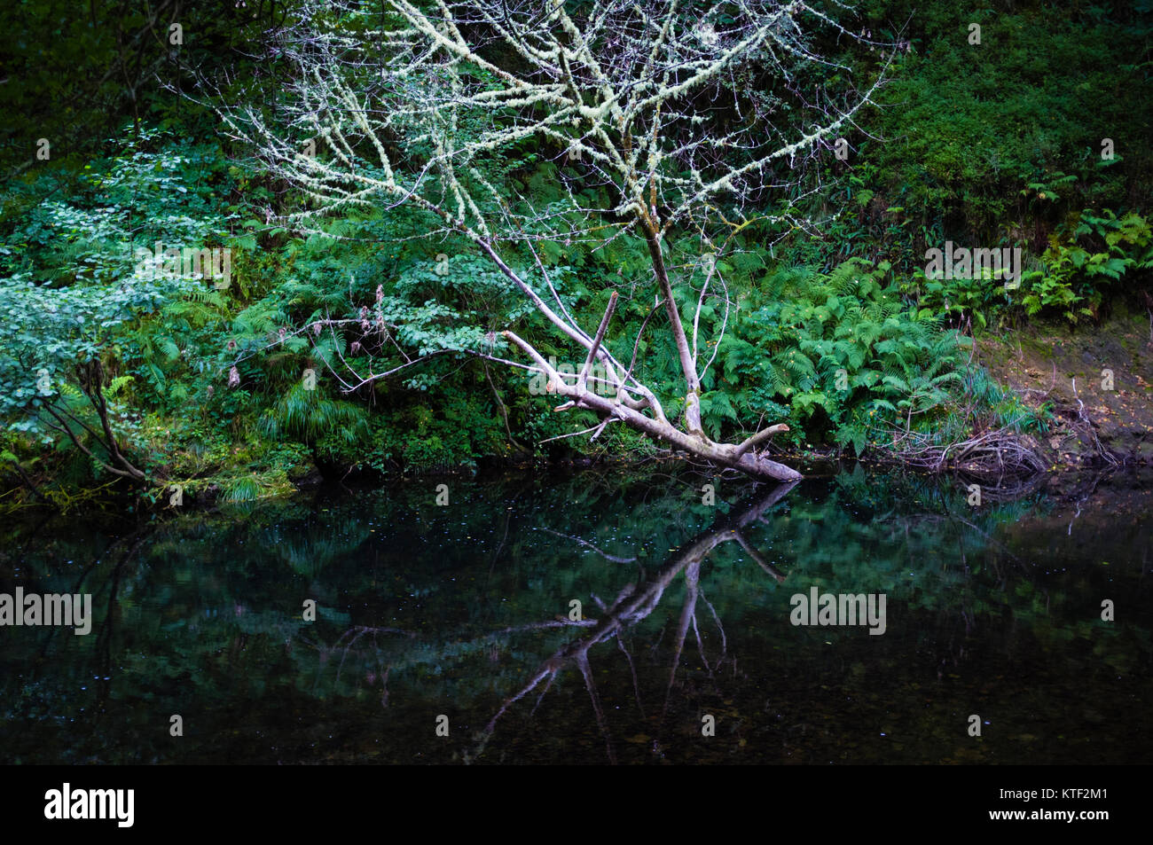Dense Galician native forest by the river Sor. Ponte Segade, Lugo ...