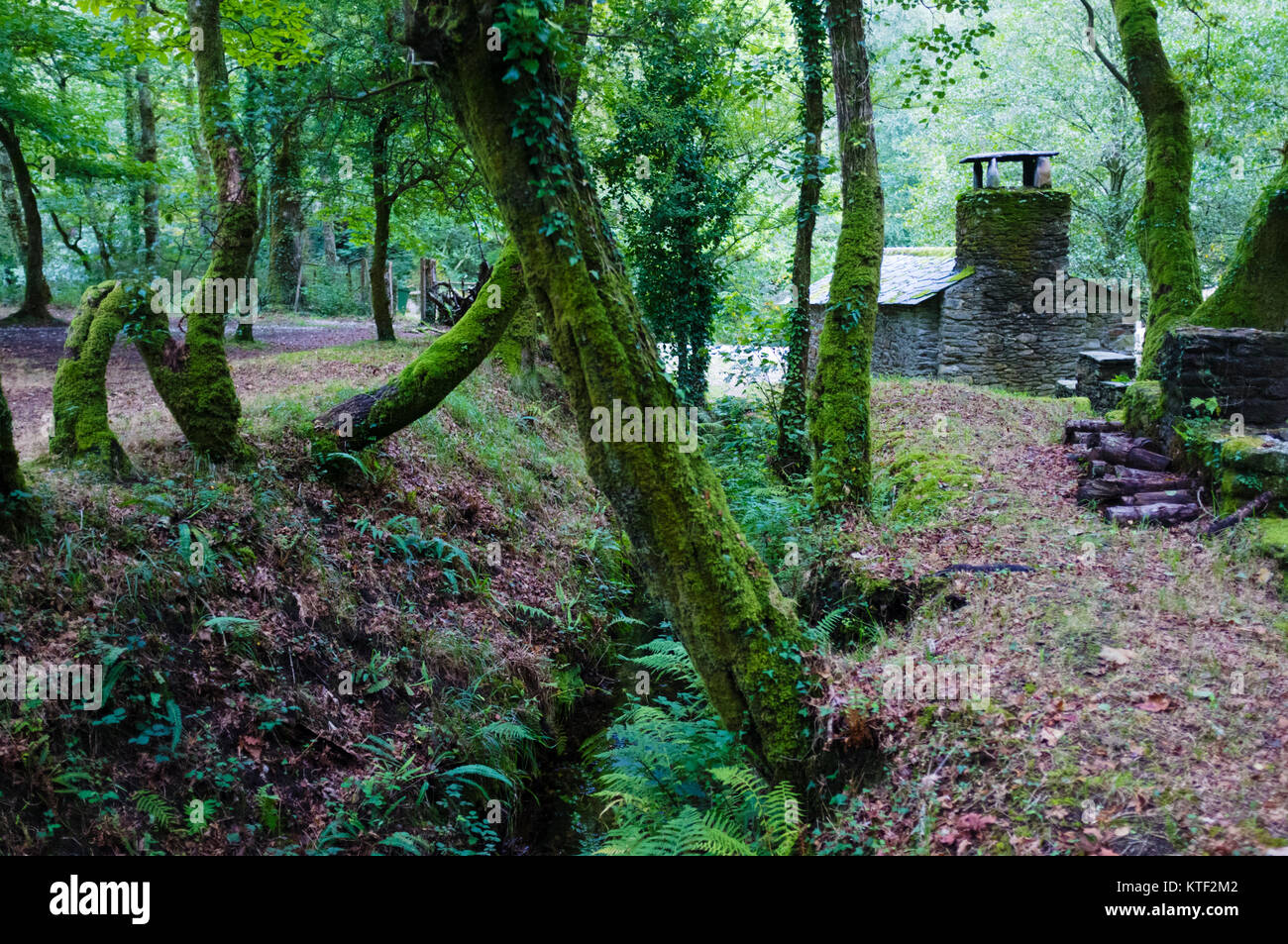 Shelter cabin at a dense Galician native forest by the river Sor. Ponte ...