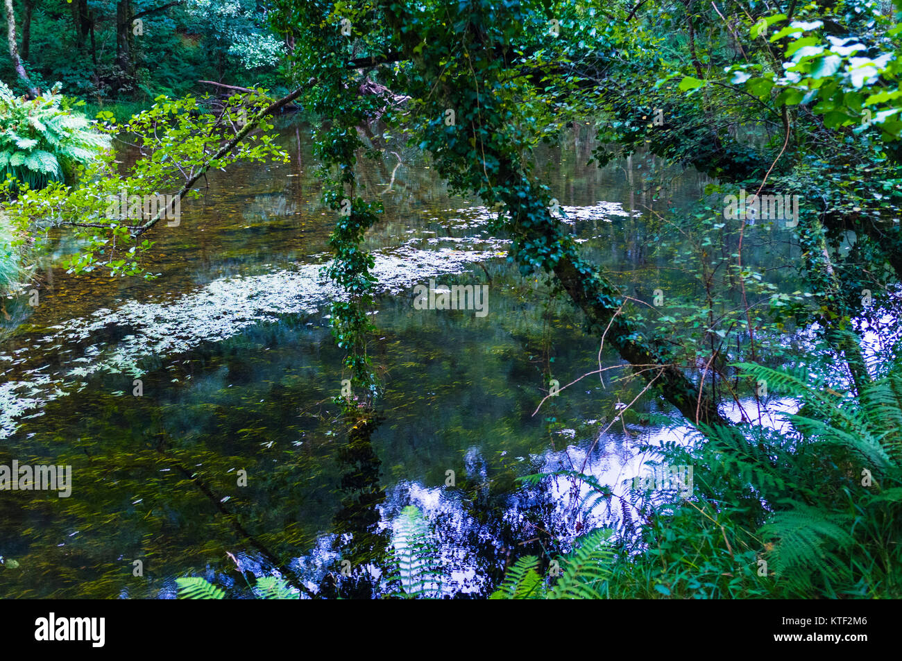 Dense Galician native forest by the river Sor. Ponte Segade, Lugo ...