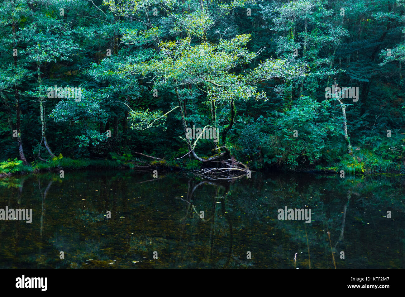Dense Galician native forest by the river Sor. Ponte Segade, Lugo ...