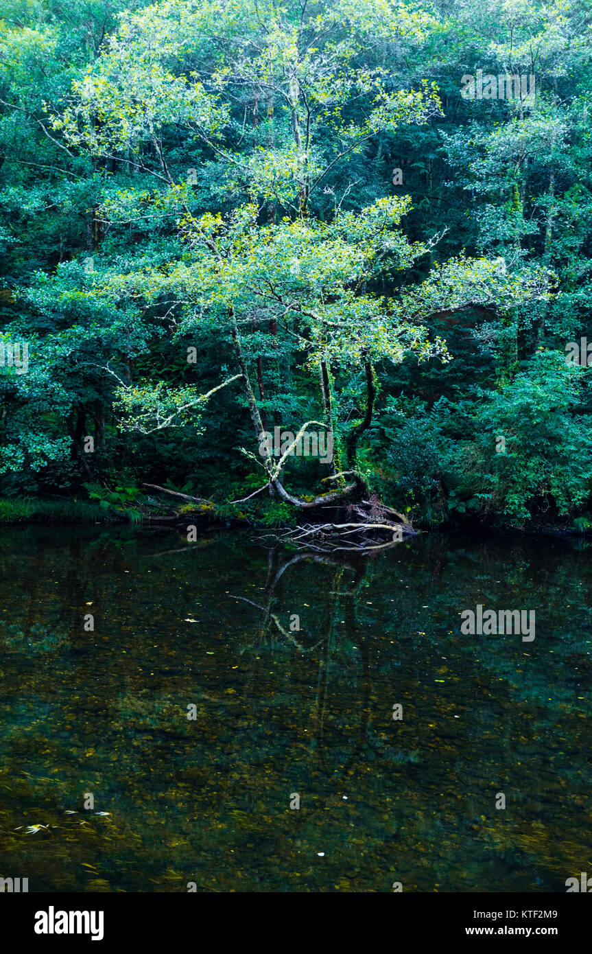 Dense Galician native forest by the river Sor. Ponte Segade, Lugo ...