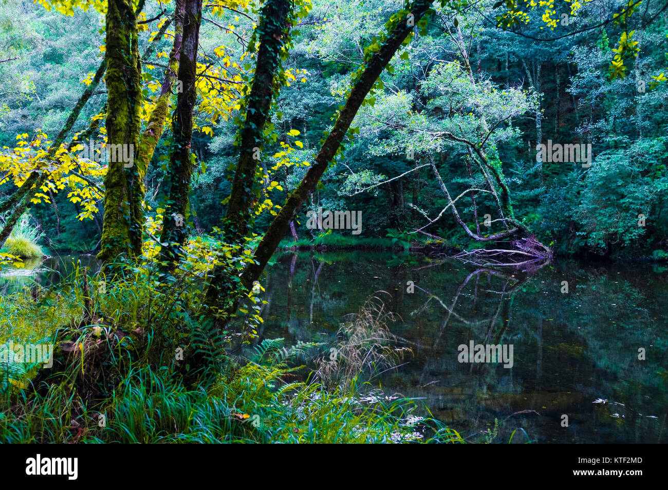 Dense Galician native forest by the river Sor. Ponte Segade, Lugo ...