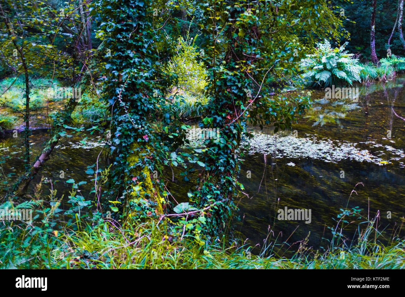 Dense Galician native forest by the river Sor. Ponte Segade, Lugo ...