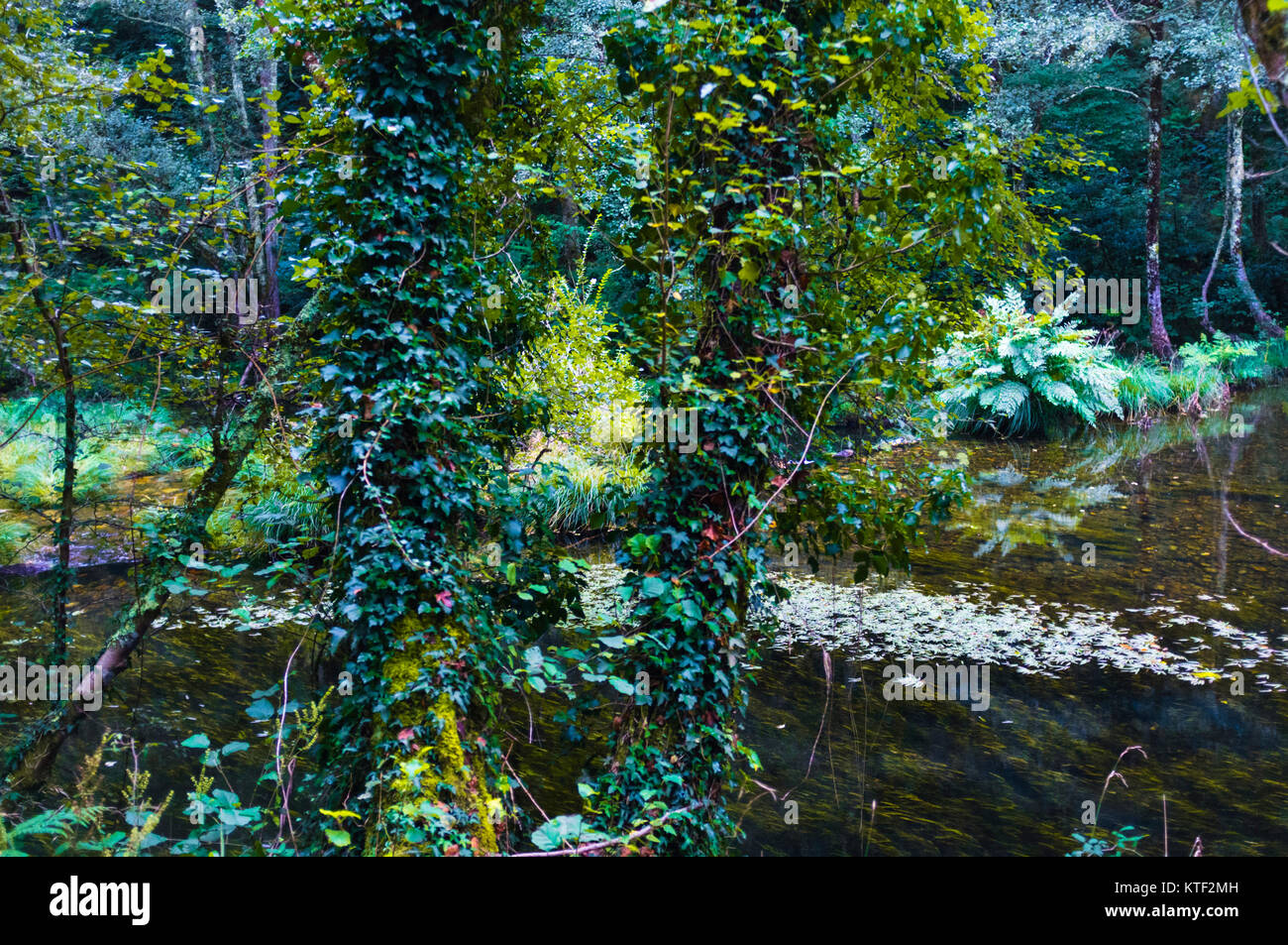 Dense Galician native forest by the river Sor. Ponte Segade, Lugo ...