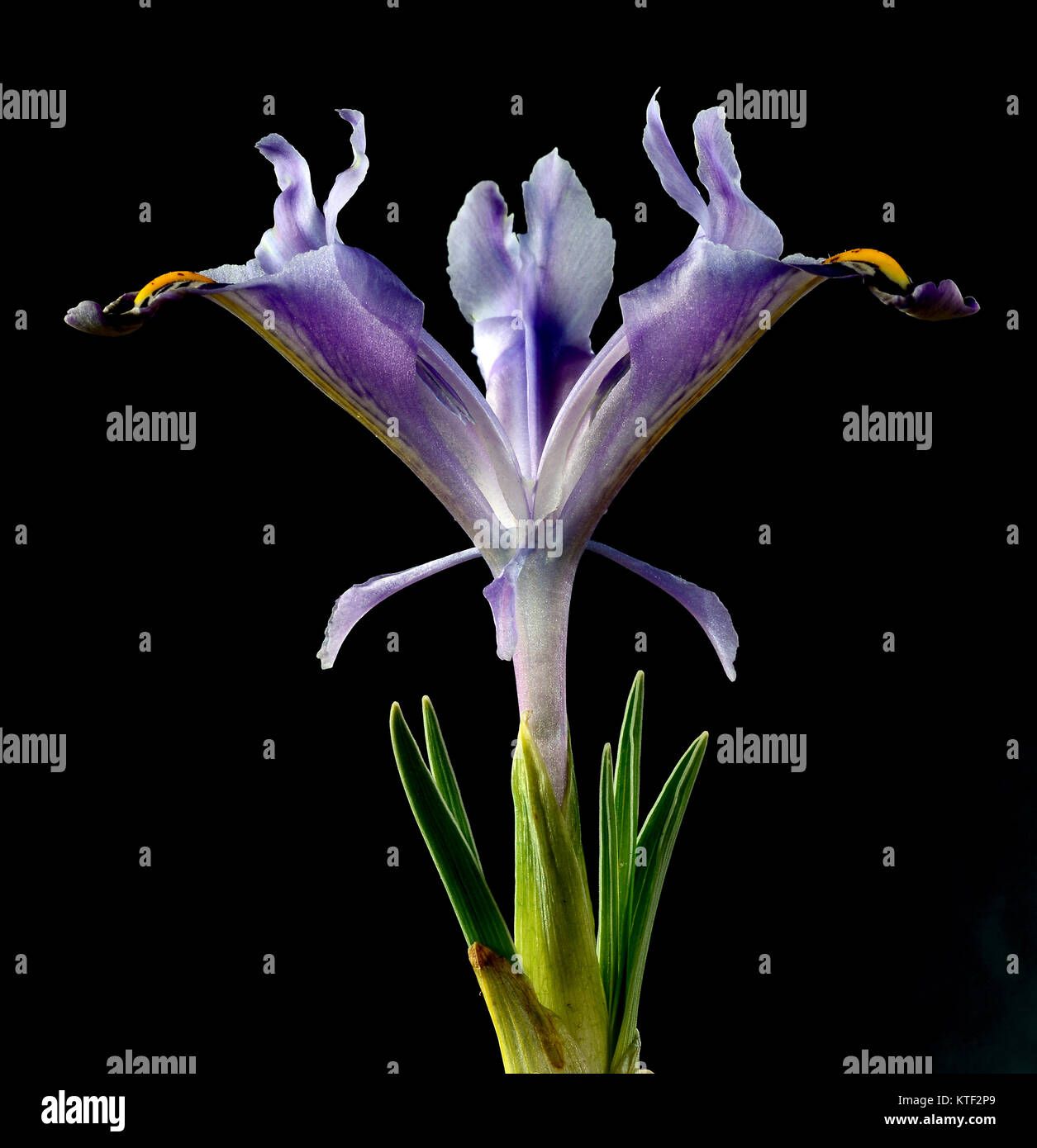 Iris is a genus of 260–300 species of flowering plants with showy ...