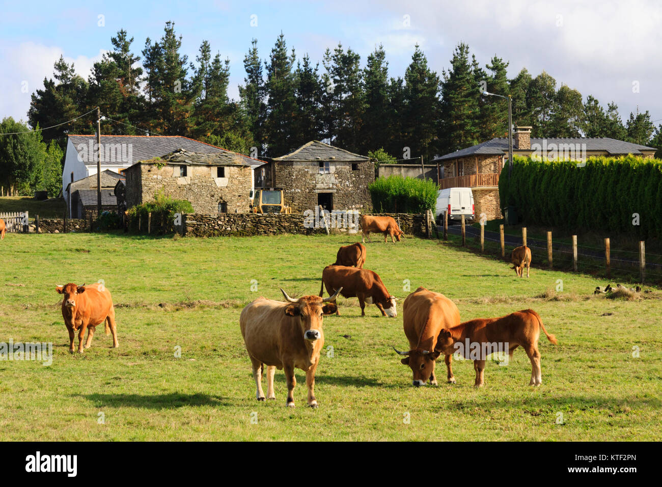 Farmhouse and cattle at Mañón, Coruña province, Galicia, Spain, Europe ...