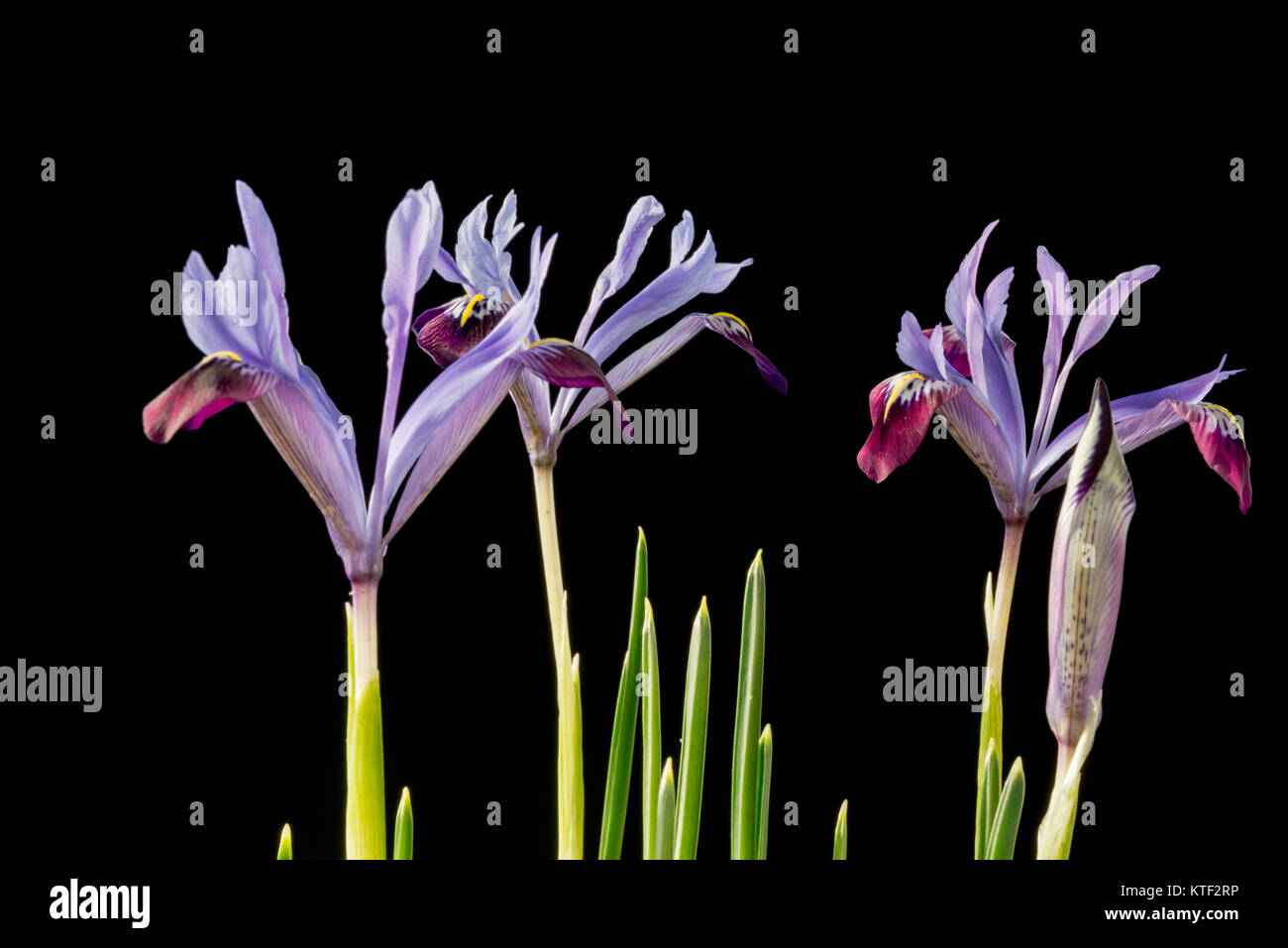 Iris is a genus of 260–300 species of flowering plants with showy ...
