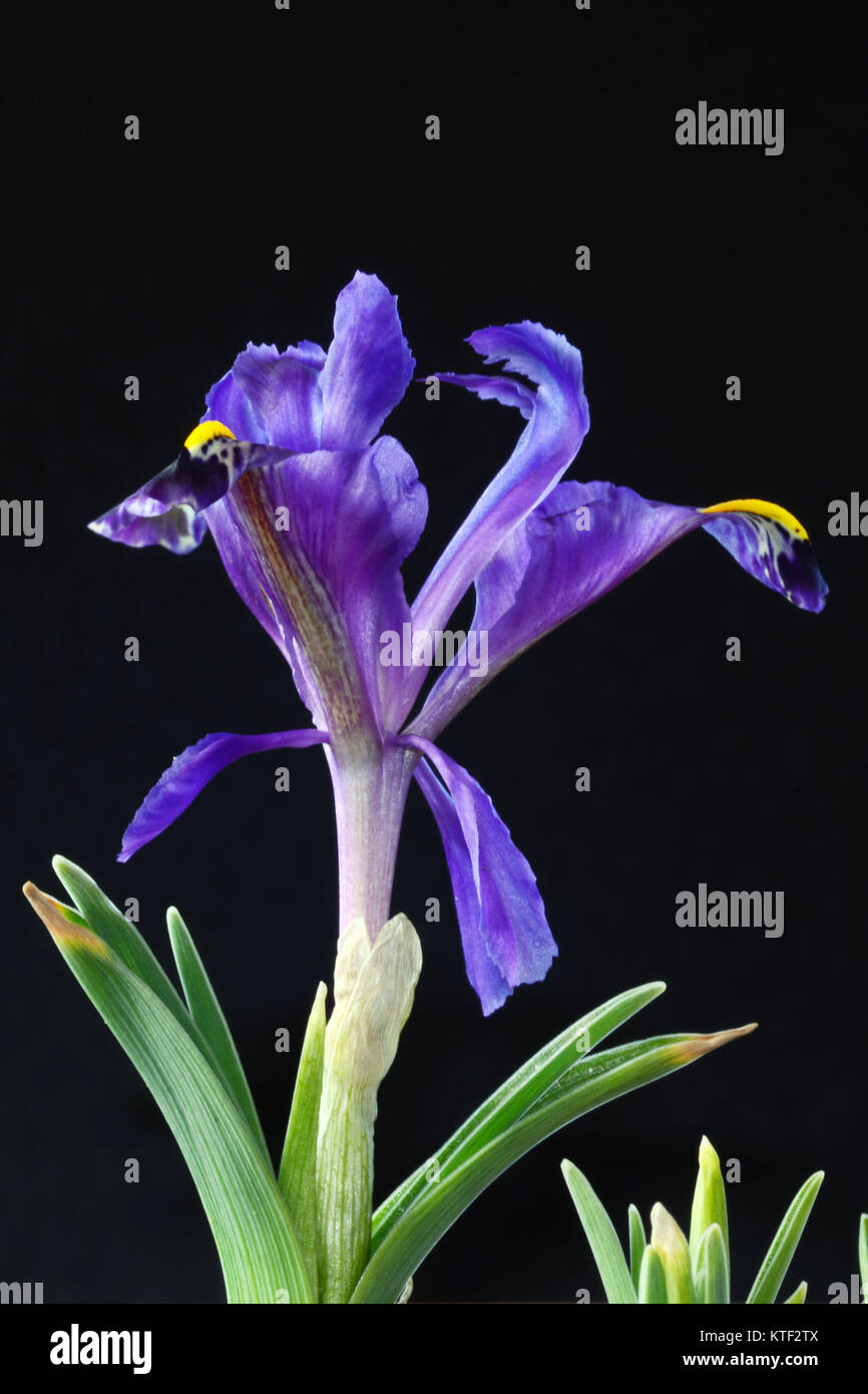 Iris is a genus of 260–300 species of flowering plants with showy ...