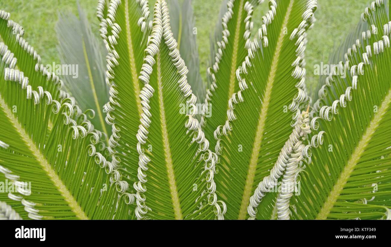 Cycas revoluta,sago palm, king sago, sago cycad,sago palm leaves Stock ...