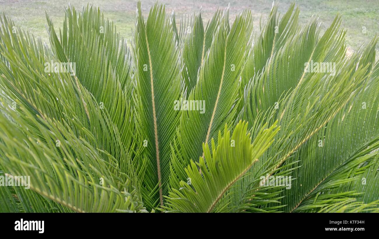Cycas revoluta,sago palm, king sago, sago cycad,sago palm leaves Stock ...