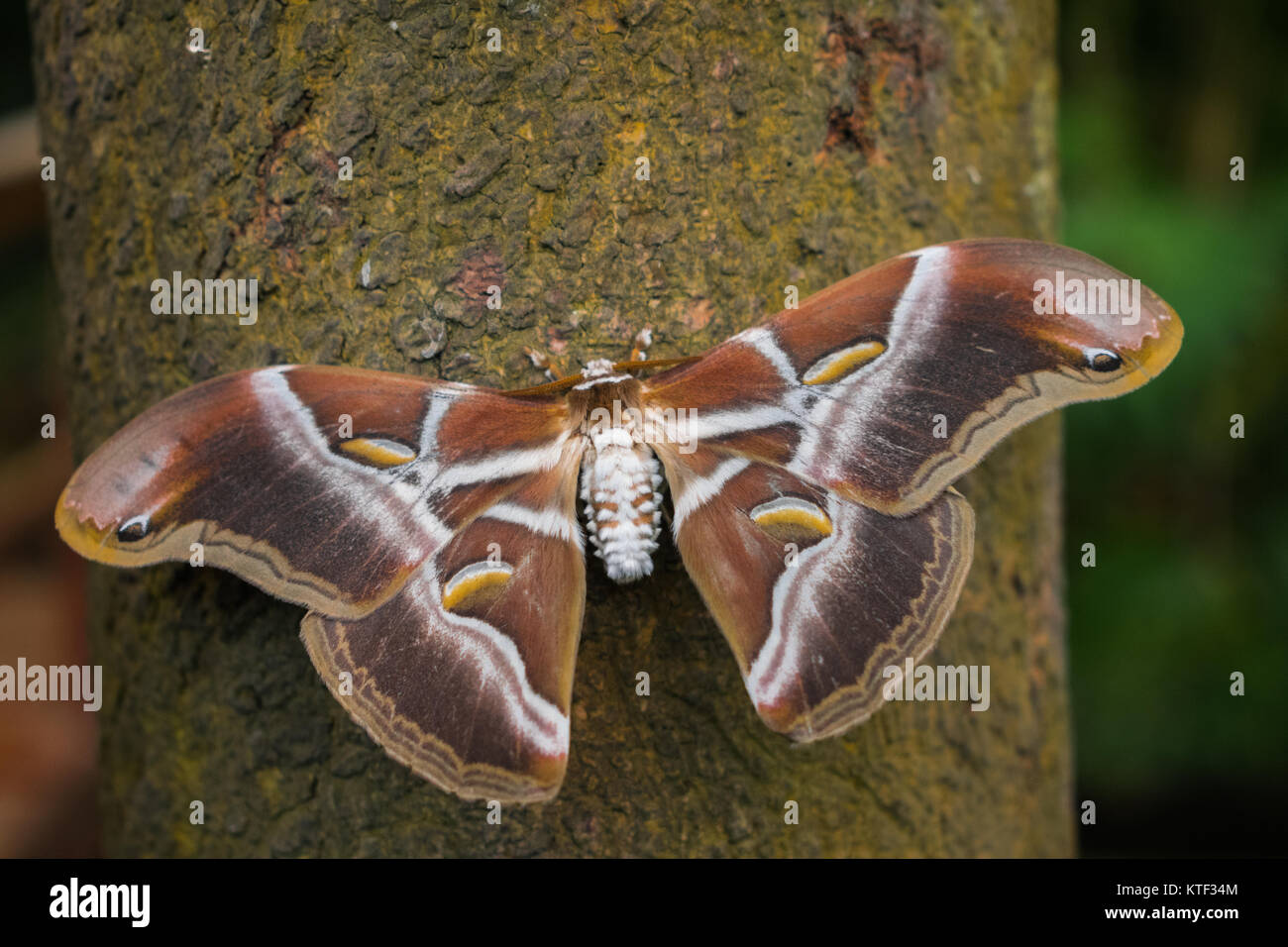 Cynthia Moth High Resolution Stock Photography and Images - Alamy
