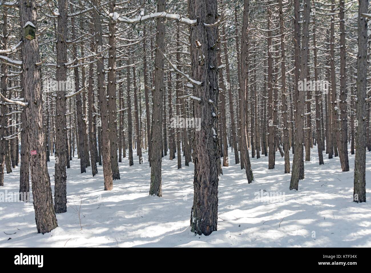 Golcuk National Park.In winter.Isparta,Turkey Stock Photo - Alamy