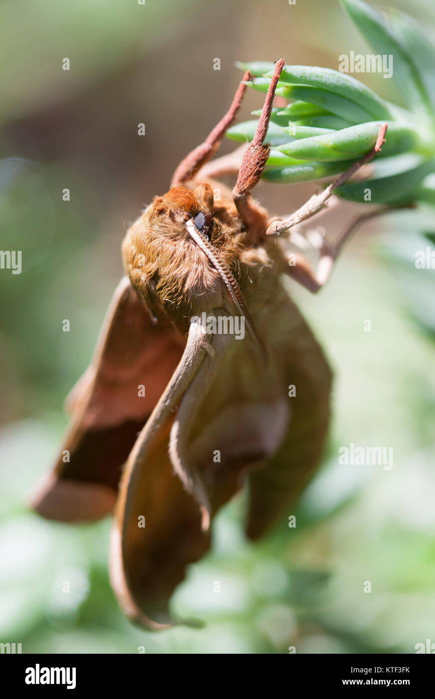 Lime Hawk Moth Stock Photo - Alamy