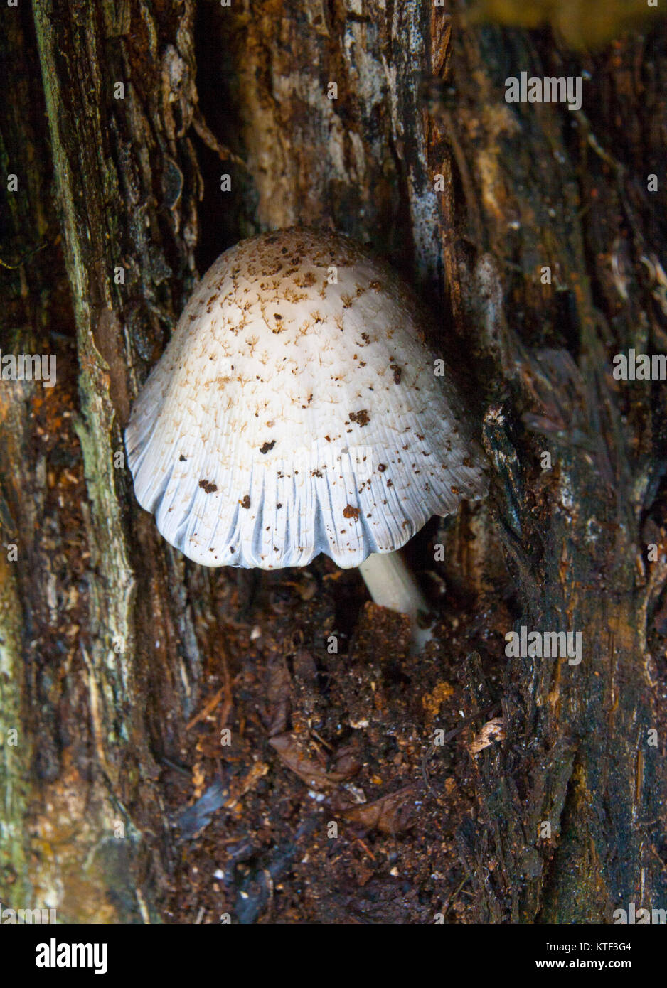 Common Ink Cap Coprinus atramentarius Stock Photo - Alamy