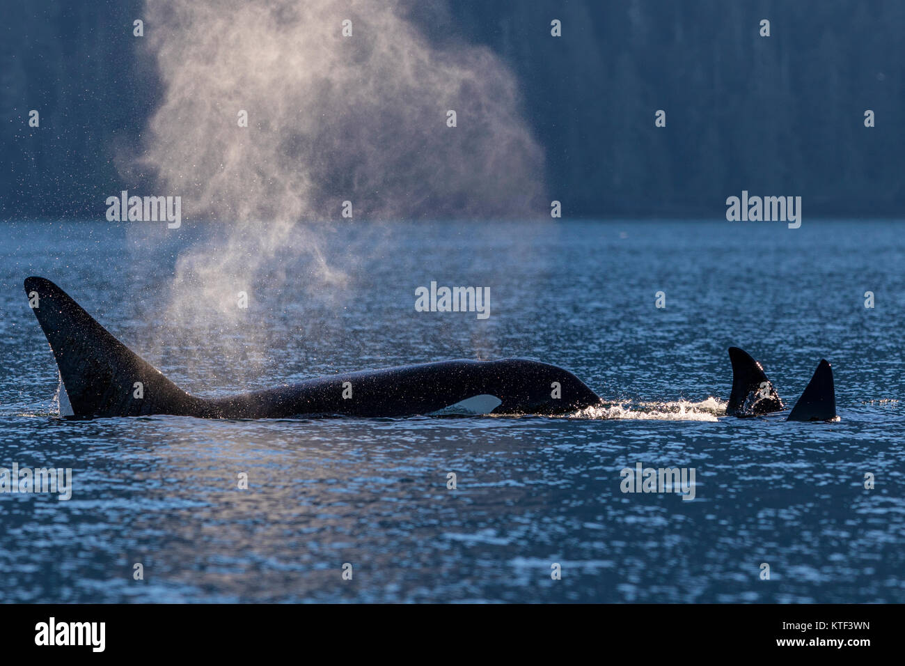 Northern resident orca pod (killer whale, Orcinus orca) traveling ...