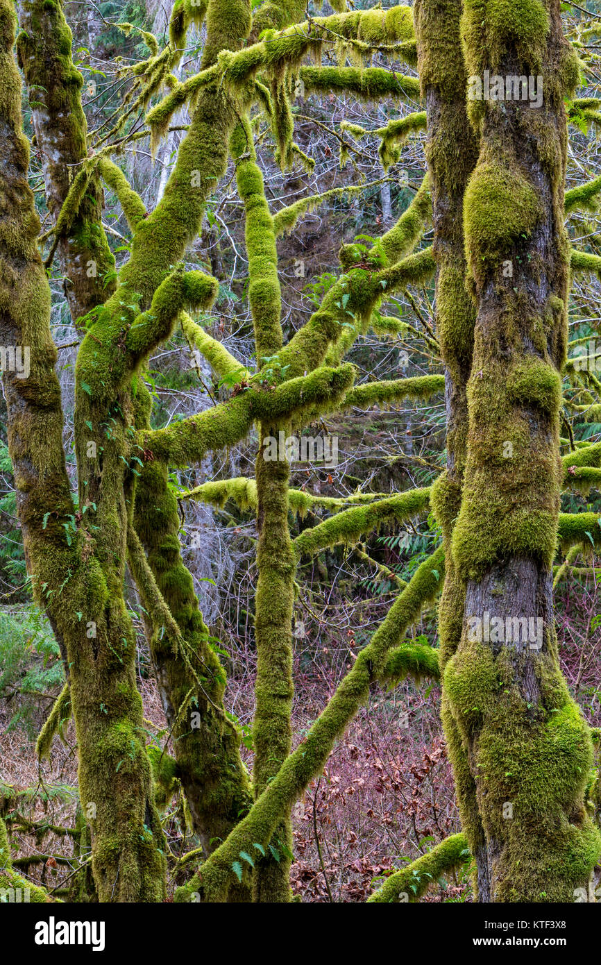 Native british trees hi-res stock photography and images - Alamy