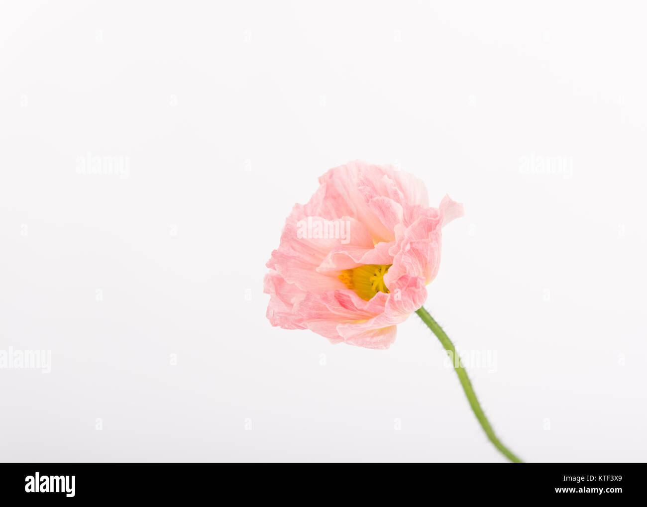 Pink Iceland poppy on White Stock Photo - Alamy