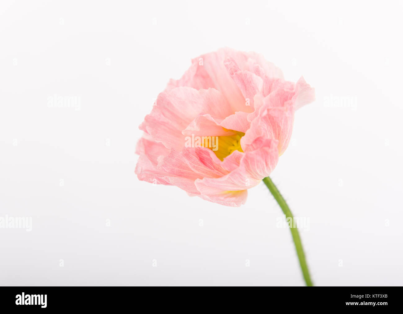 Pink Iceland poppy on White Stock Photo - Alamy