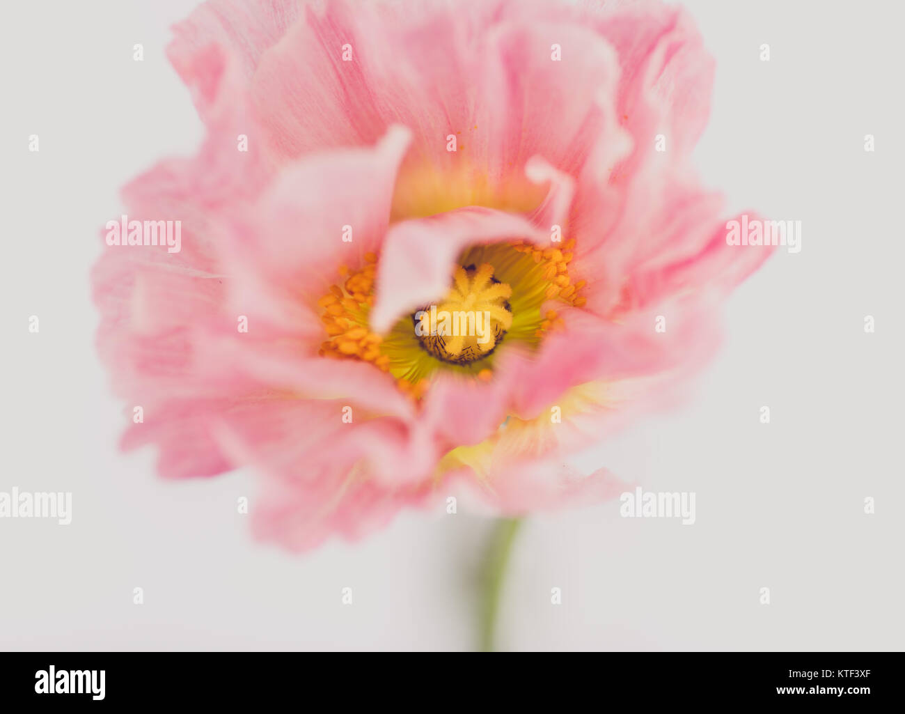 Pink Iceland poppy on White Stock Photo - Alamy