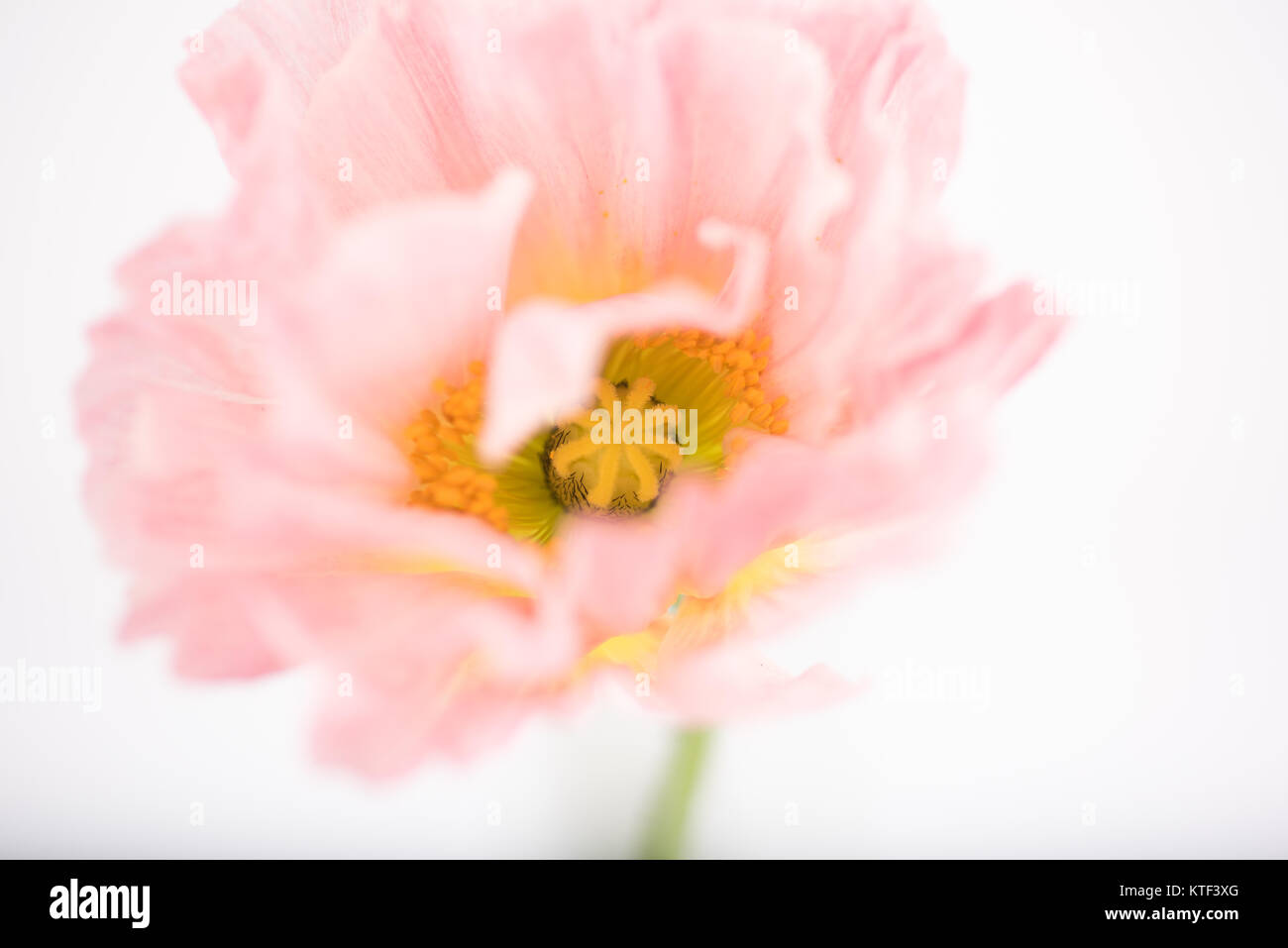 Pink Iceland poppy on White Stock Photo - Alamy