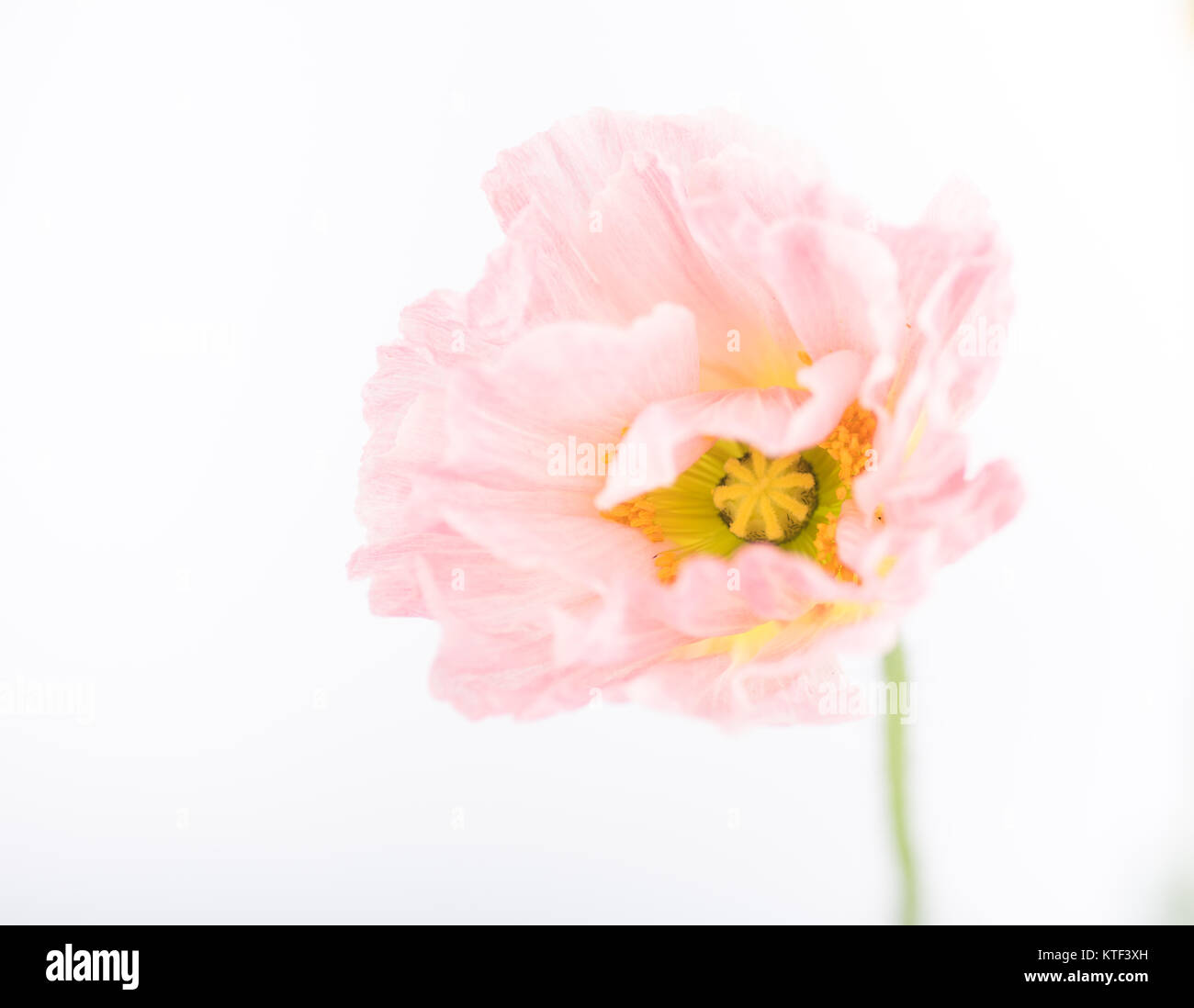 Pink Iceland poppy on White Stock Photo - Alamy