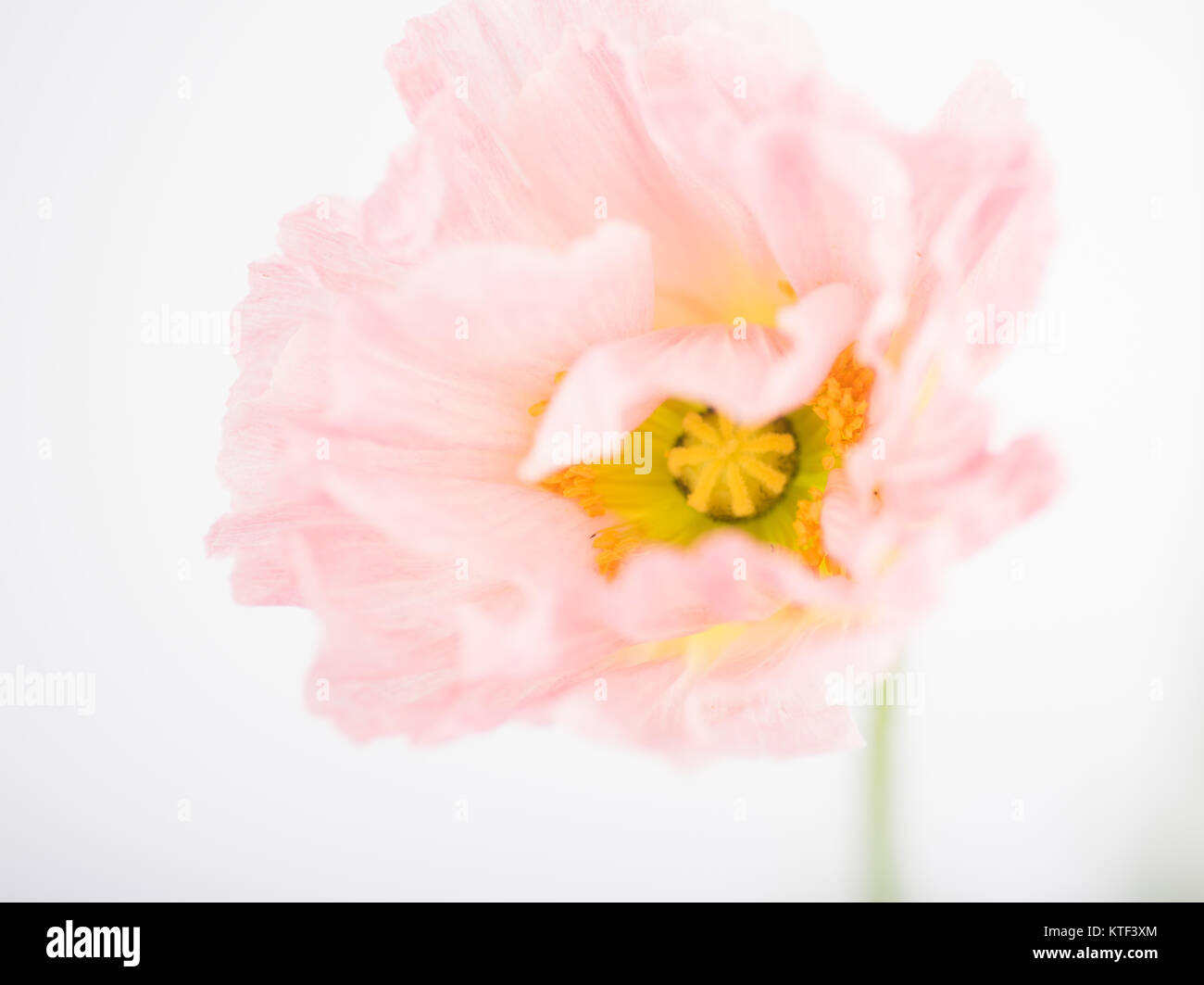 Light Pink Poppy Flower on White Background Stock Photo - Alamy