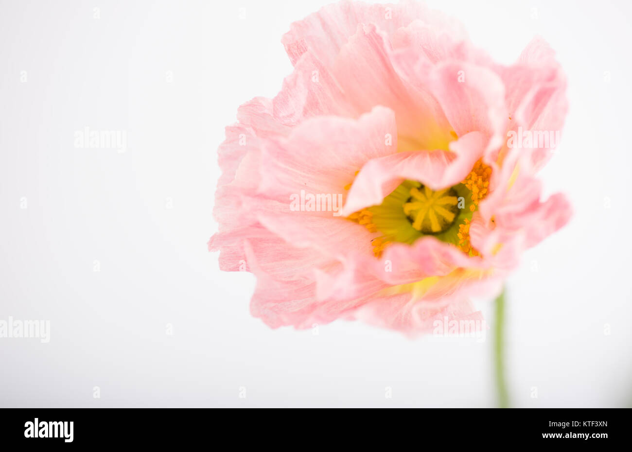 Light pink poppy hi-res stock photography and images - Alamy