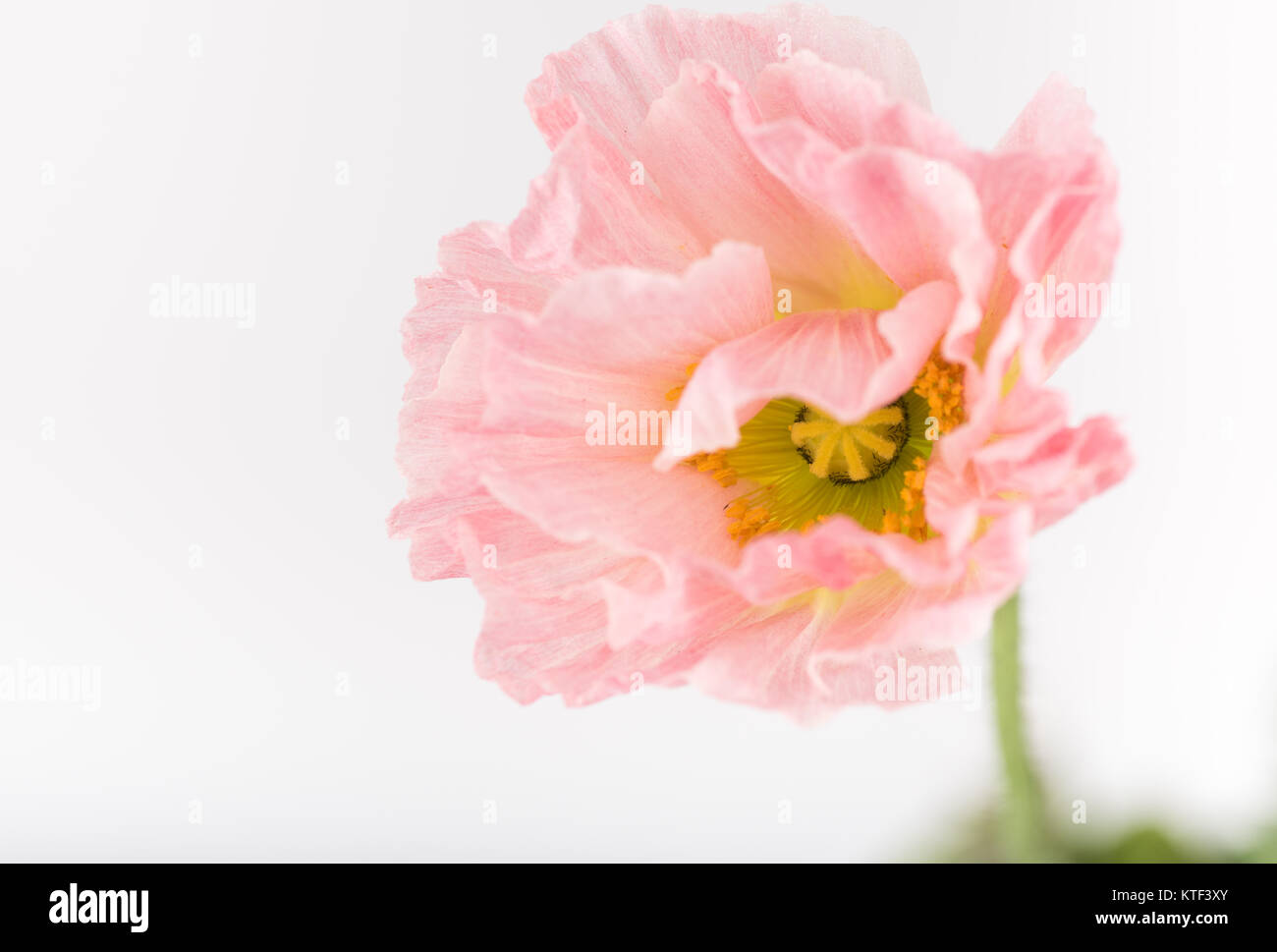 Light Pink Poppy Flower on White Background Stock Photo - Alamy