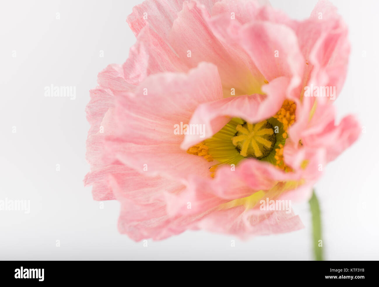 Light Pink Poppy Flower on White Background Stock Photo - Alamy