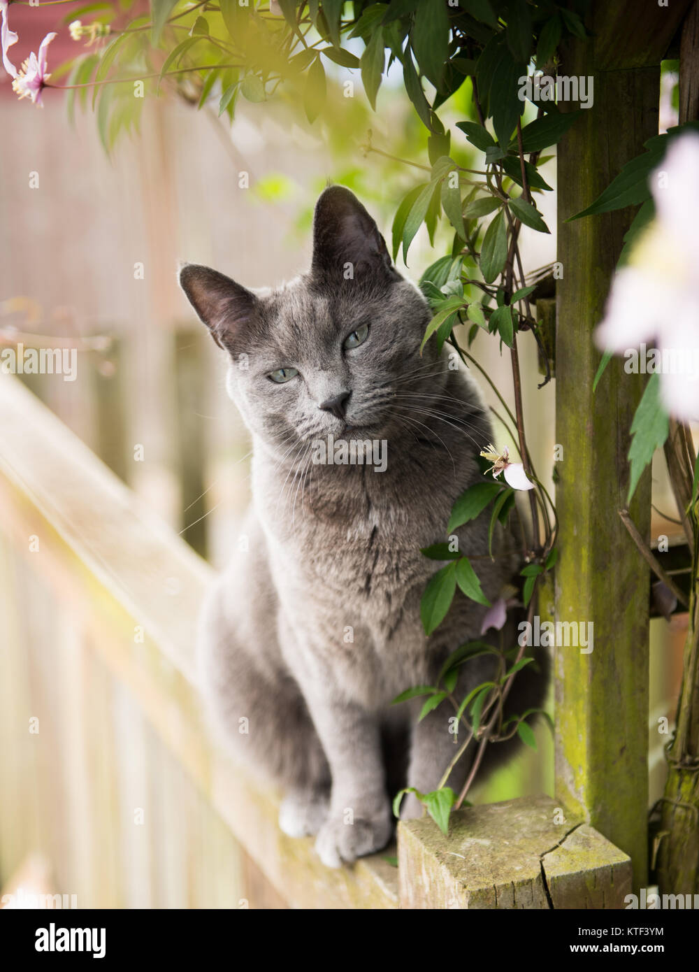 Gray Cat Hanging Out on Outdoor Patio Stock Photo - Alamy