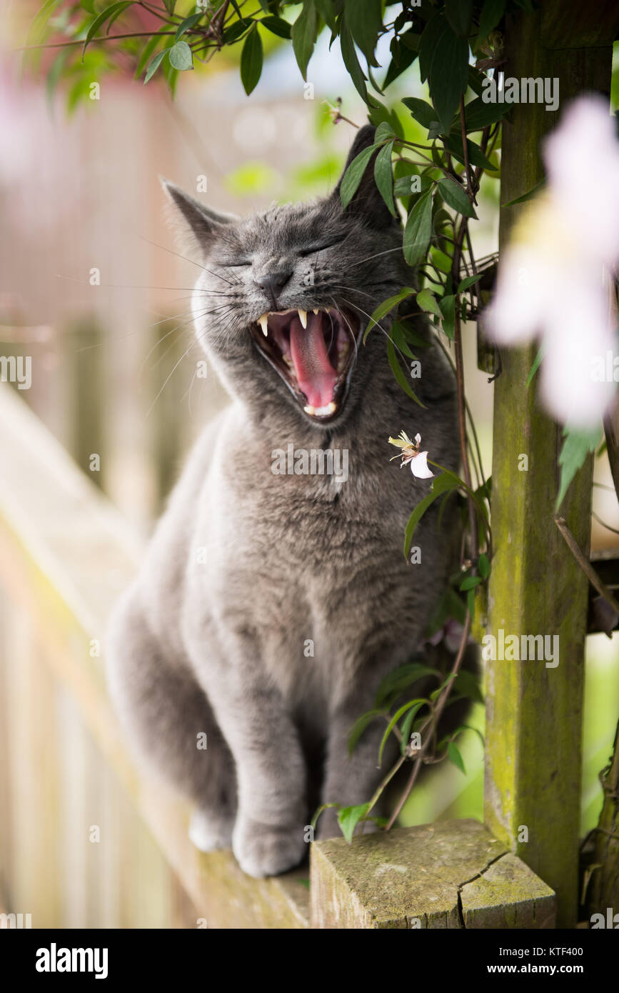 Gray Cat Hanging Out on Outdoor Patio Stock Photo - Alamy