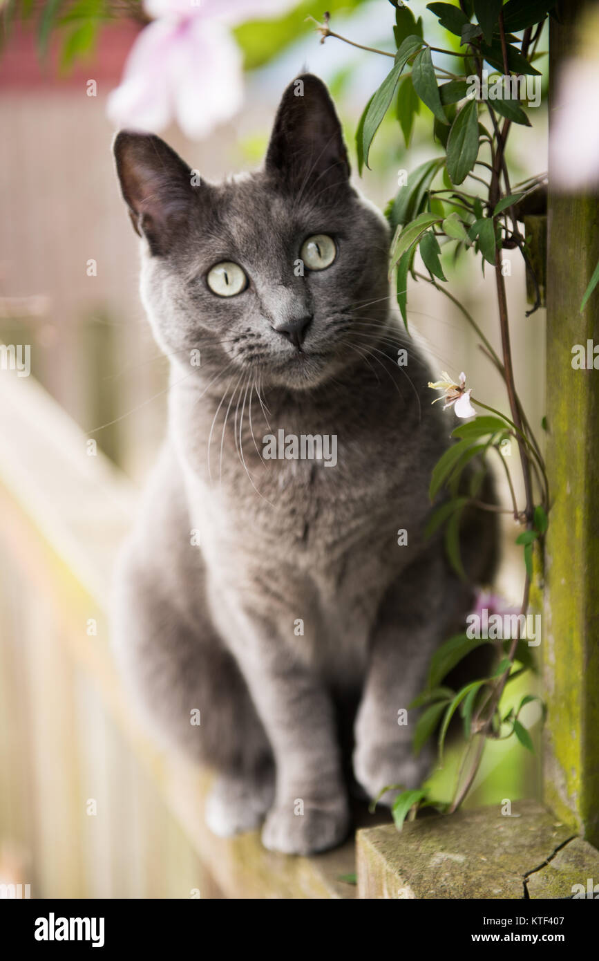 Gray Cat Hanging Out on Outdoor Patio Stock Photo - Alamy