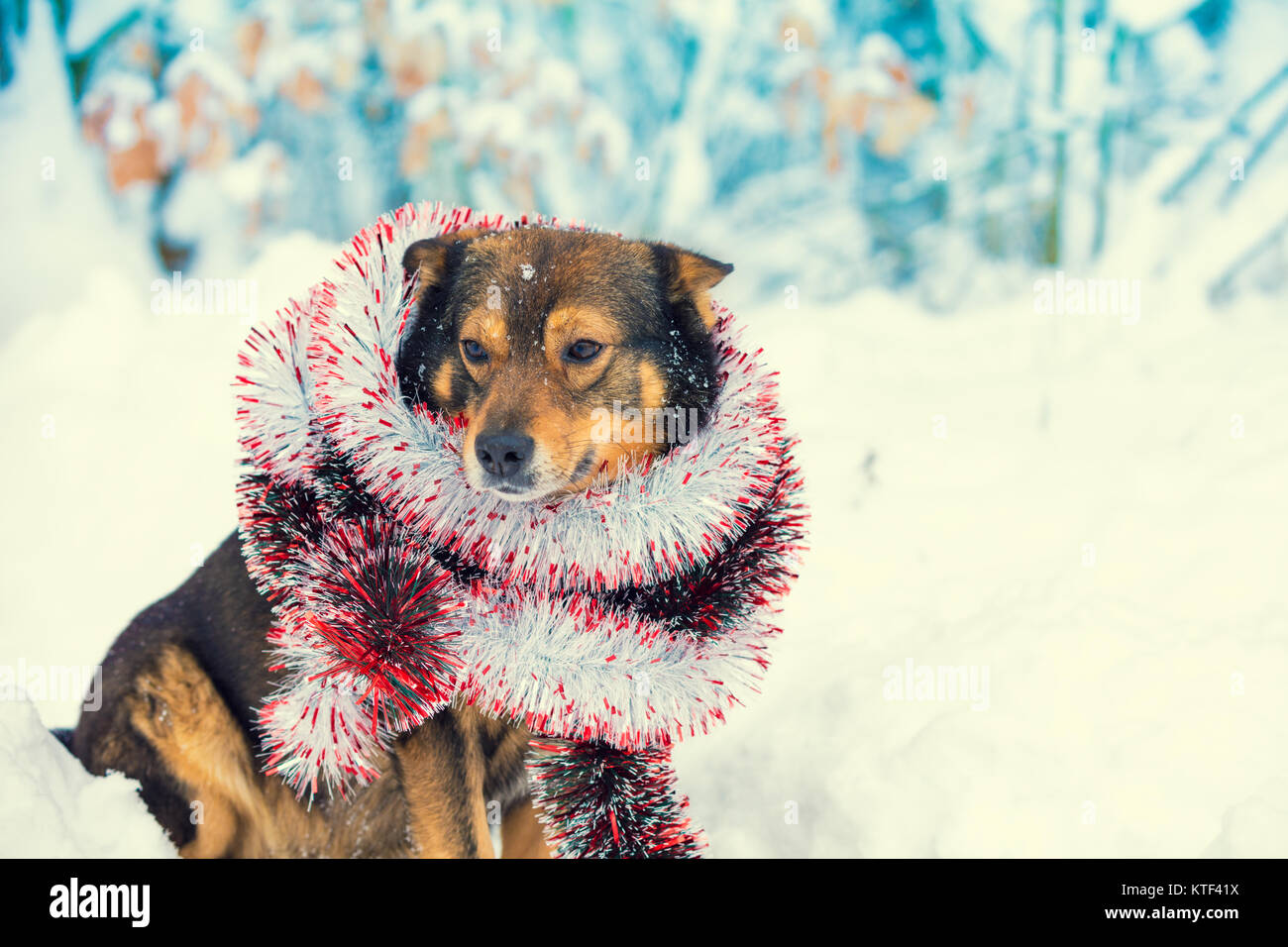 Portrait of a dog entangled in colorful tinsel. Dog walking in the snow ...