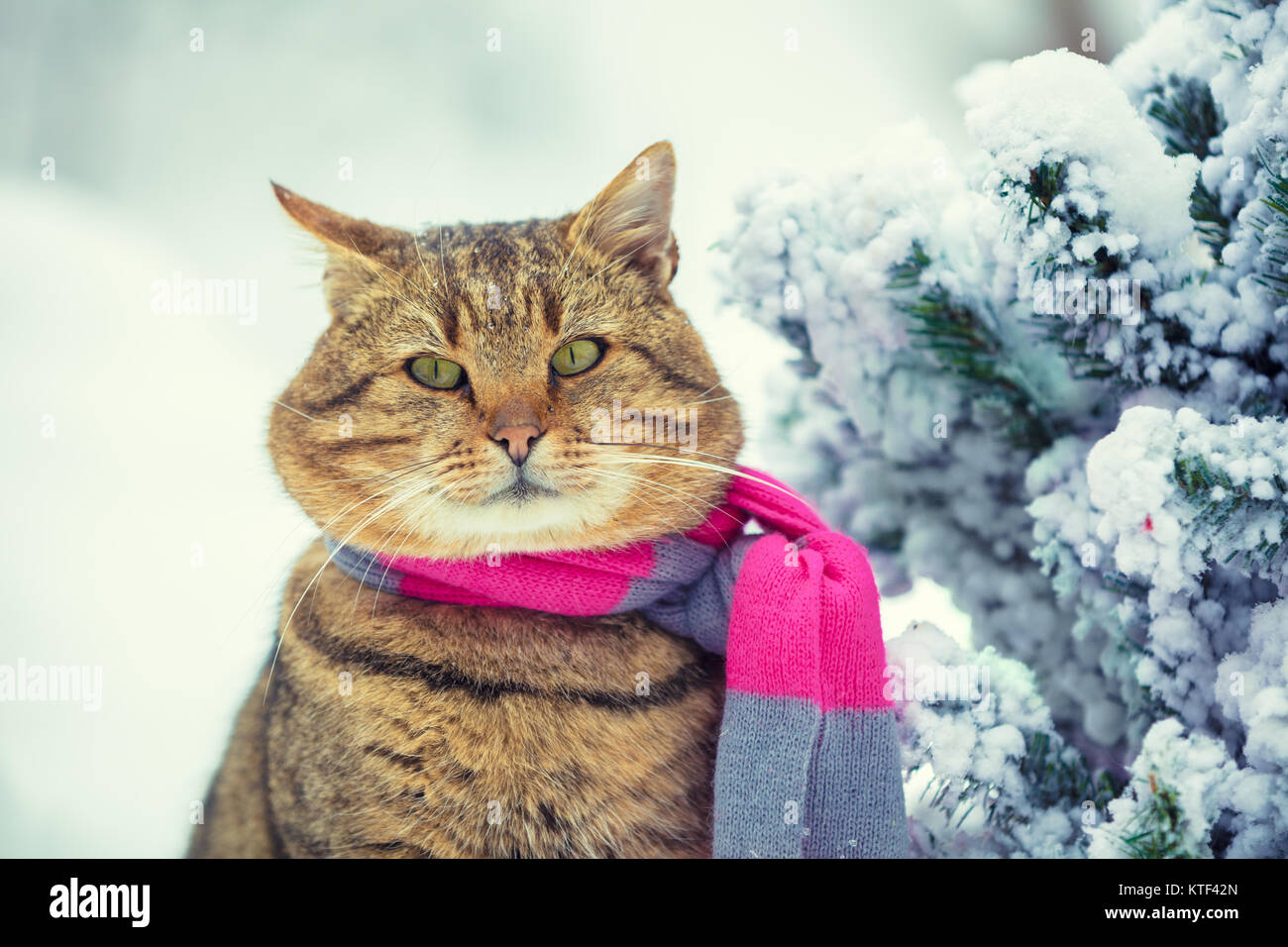 Portrait of a cat wearing scarf near snowy fir tree. Cat sitting ...