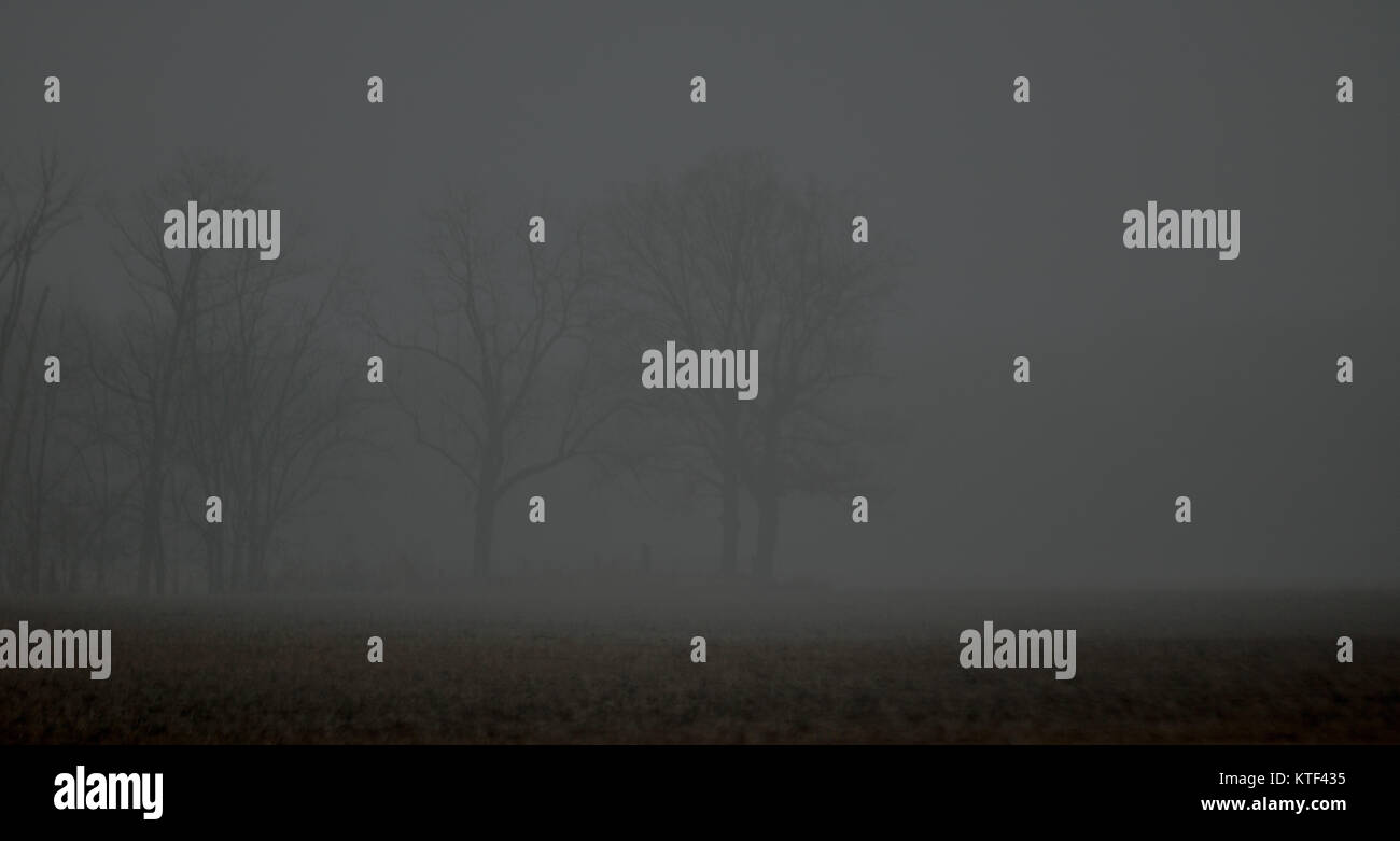 Trees in an early winter fog Stock Photo - Alamy