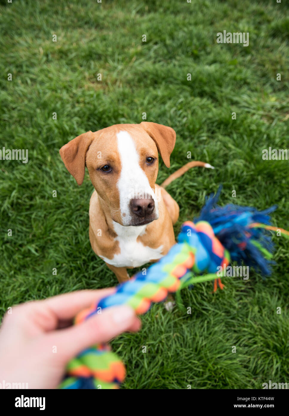 Cute Young Dog Being Trained Stock Photo - Alamy