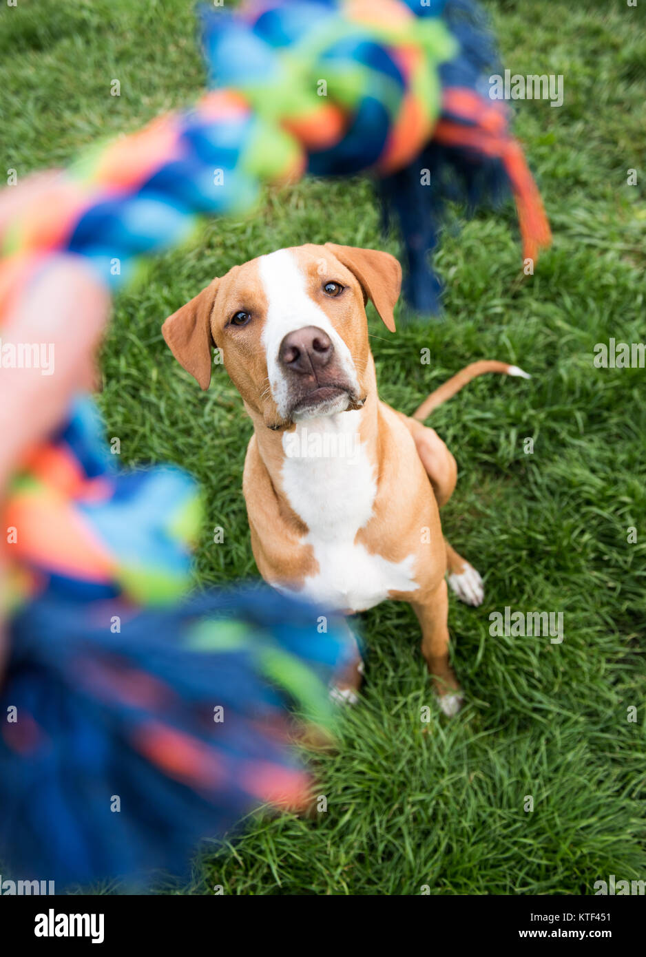 Cute Young Dog Being Trained Stock Photo - Alamy