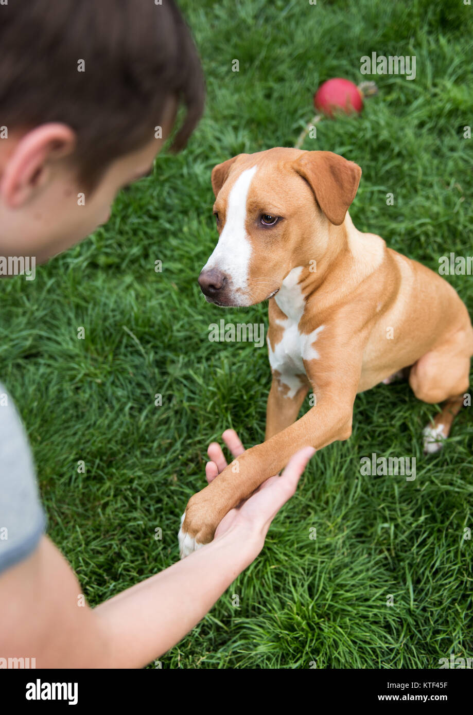 Cute Young Dog Being Trained Stock Photo - Alamy