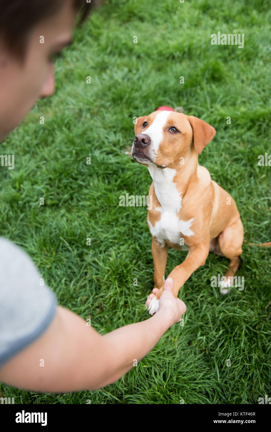 Cute Young Dog Being Trained Stock Photo - Alamy