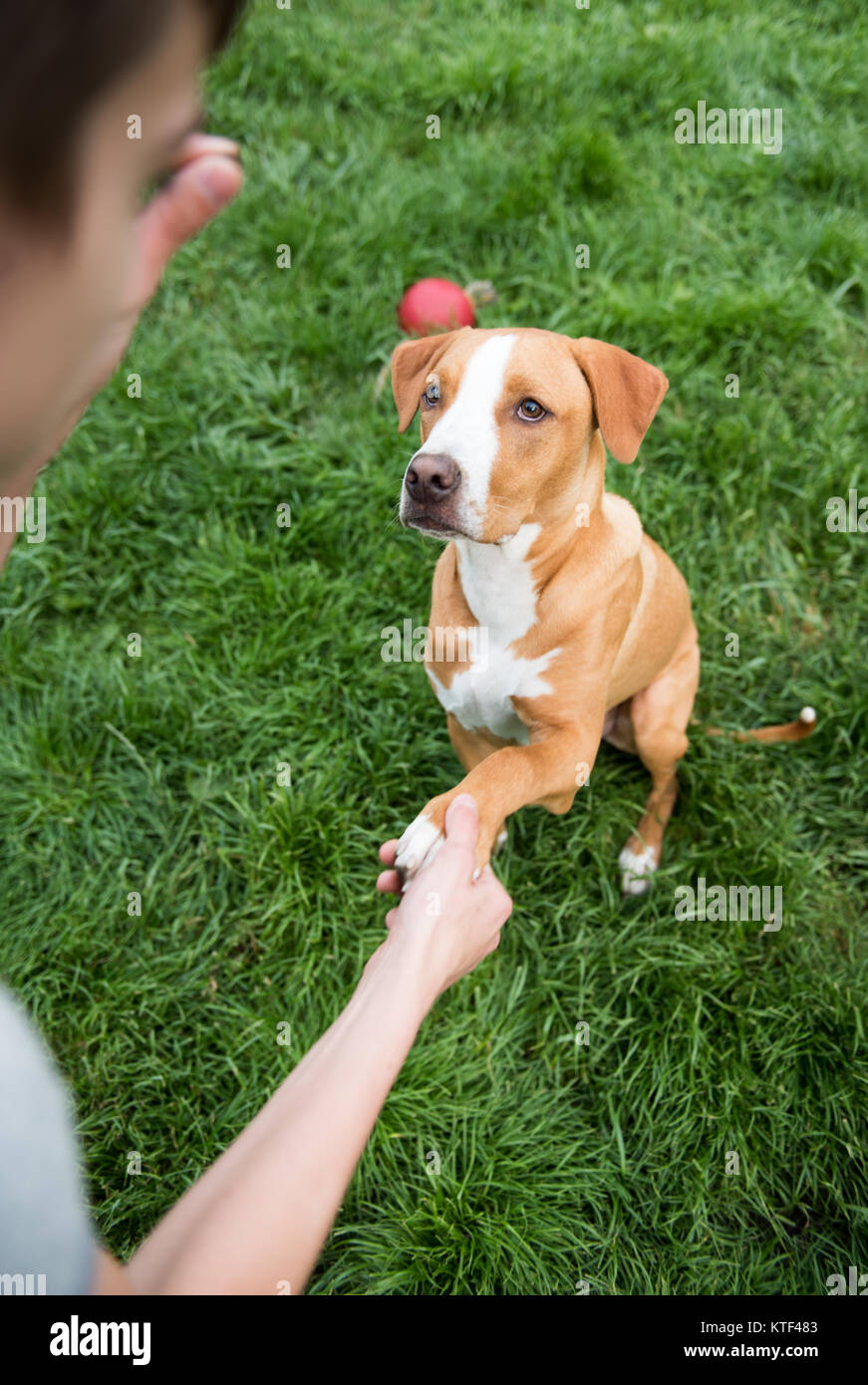 Cute Young Dog Being Trained Stock Photo - Alamy