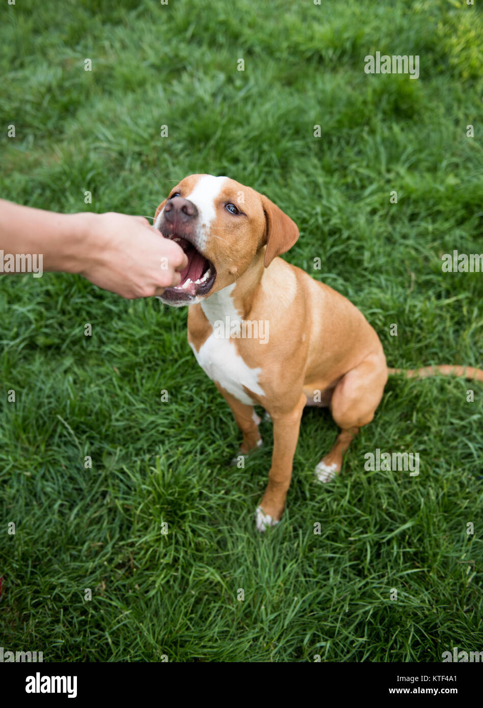 Cute Young Dog Being Trained Stock Photo - Alamy