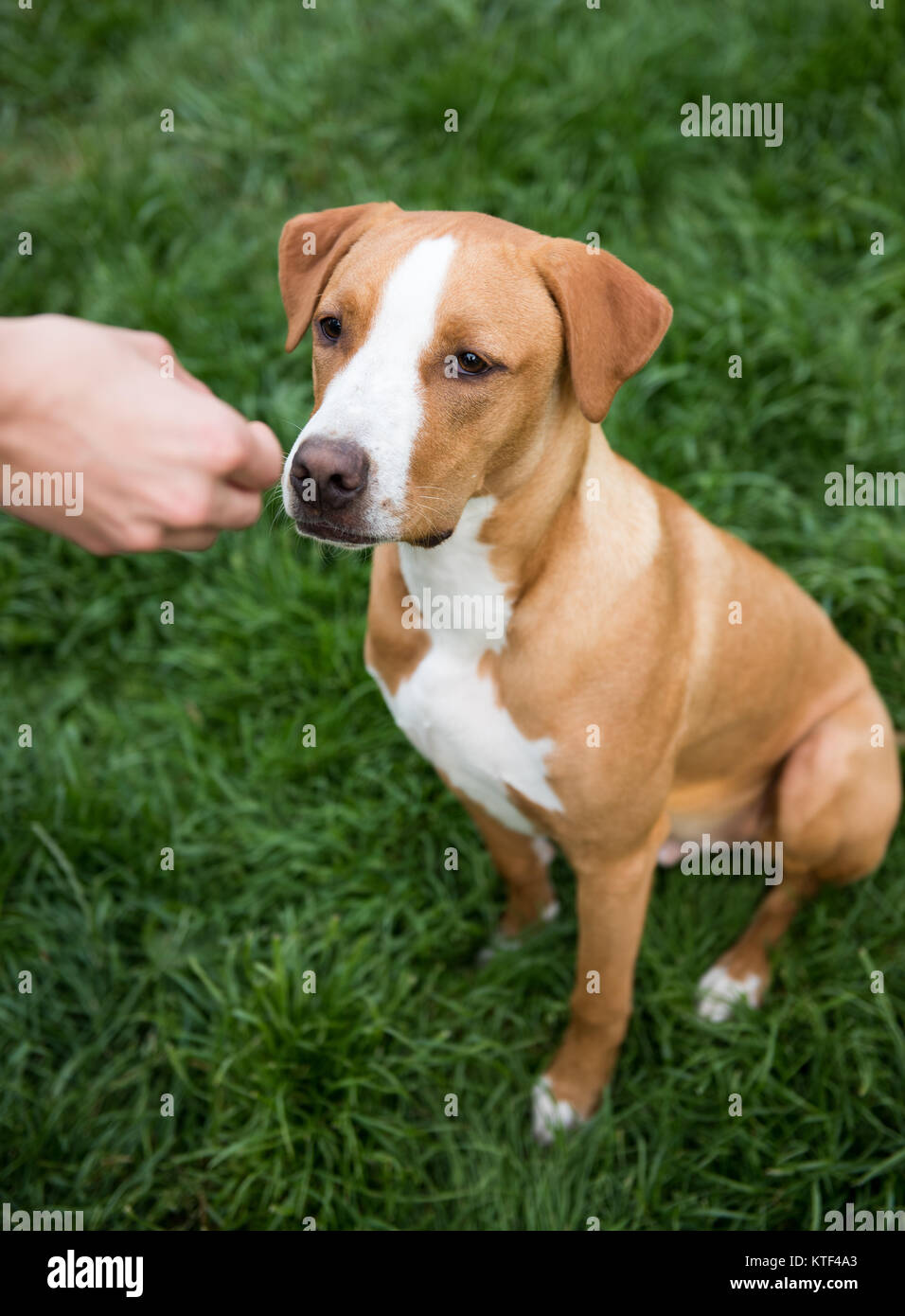 Cute Young Dog Being Trained Stock Photo - Alamy