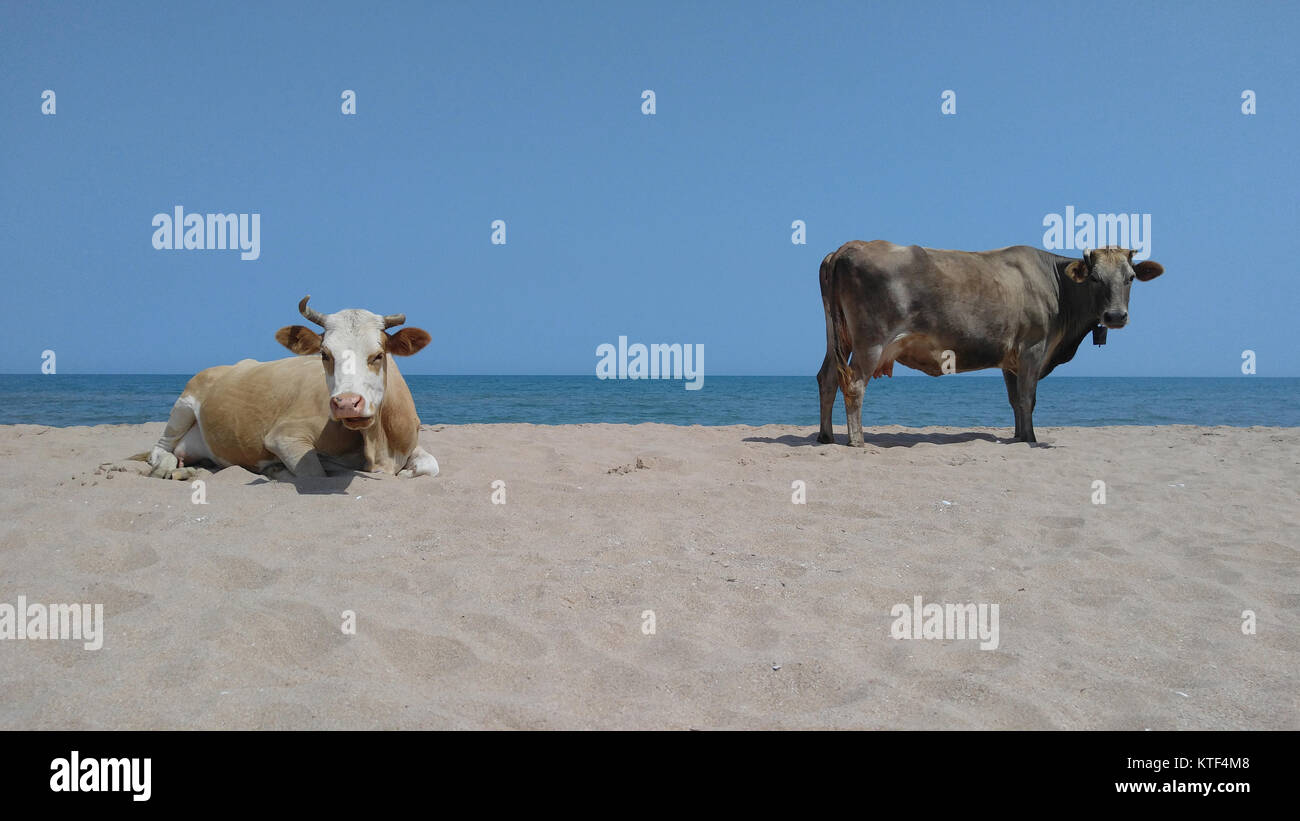 Cow at beach Stock Photo - Alamy