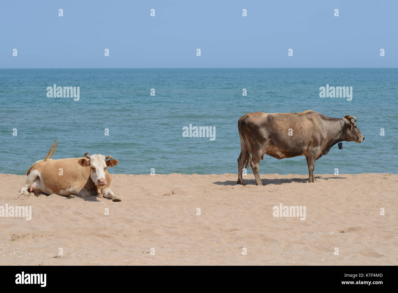 Cow at beach Stock Photo - Alamy